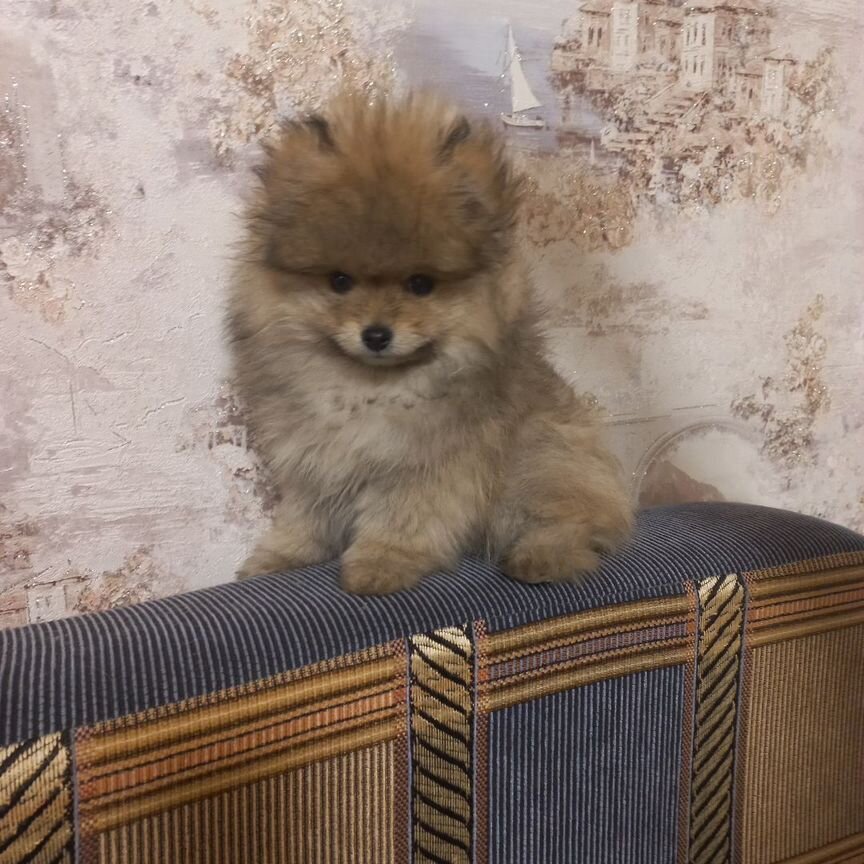 Шпиц