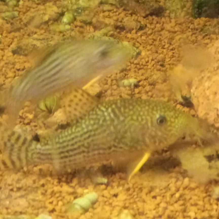 Коридорас Штерба взрослые