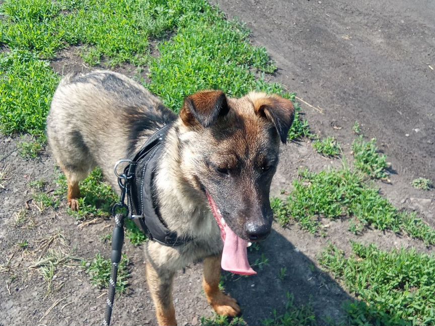 Собака в добрые руки