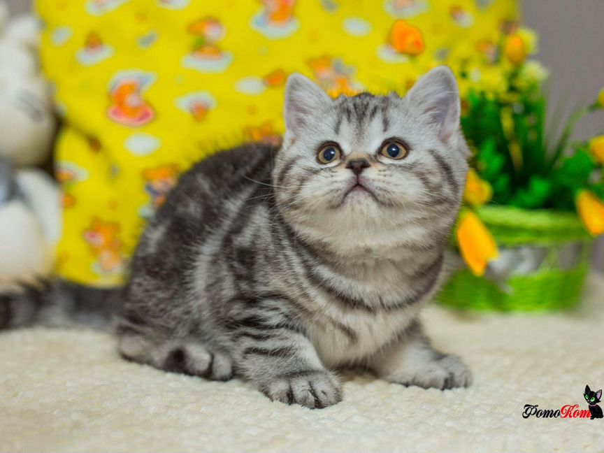 Британская кошечка милашка