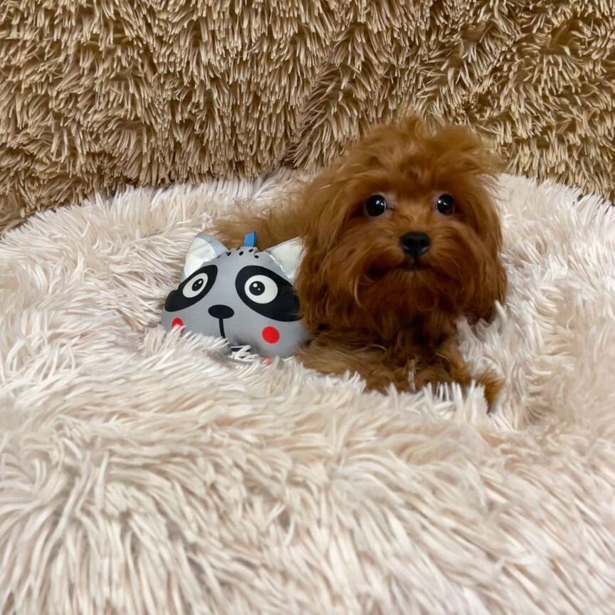 Щенок кавапу