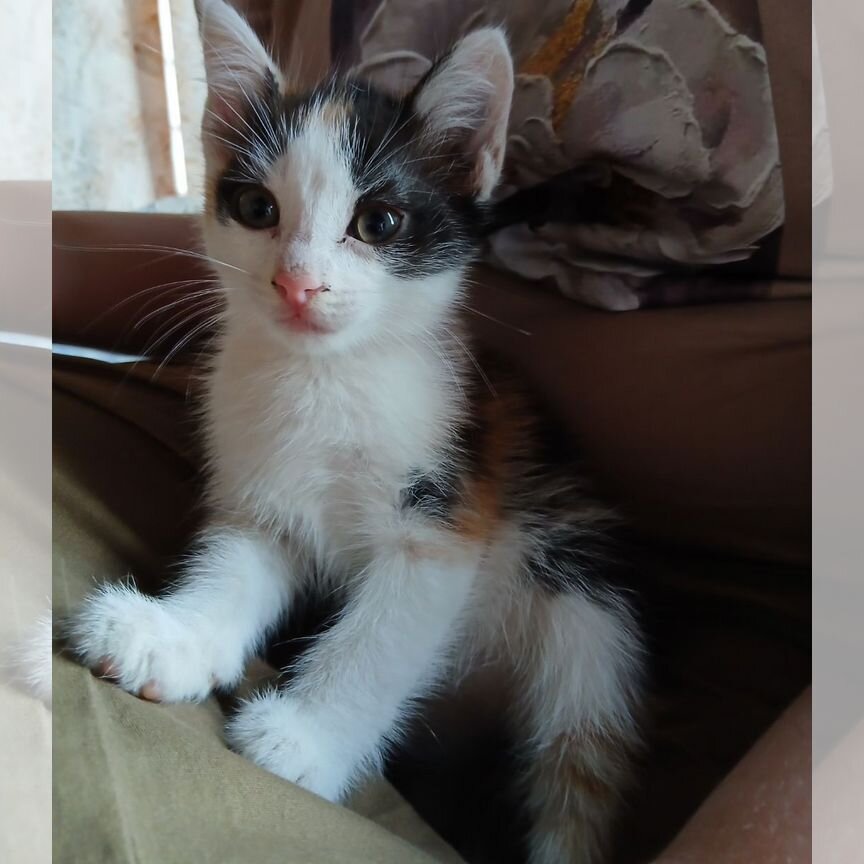 Котёнок в добрые руки