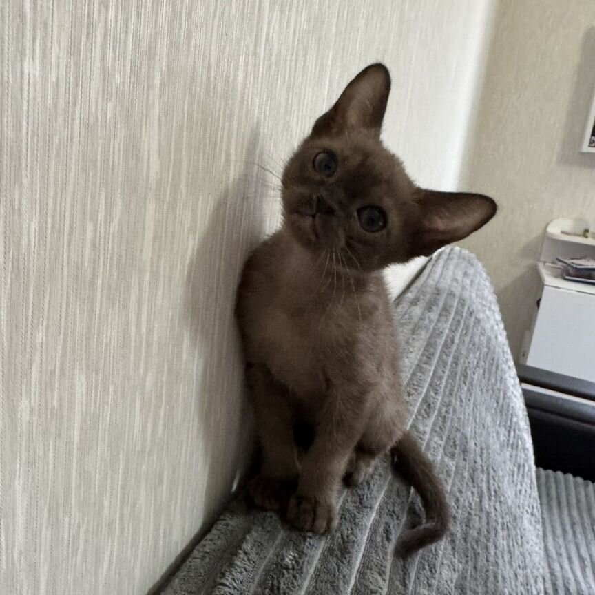 Европейский бурманский котёнок