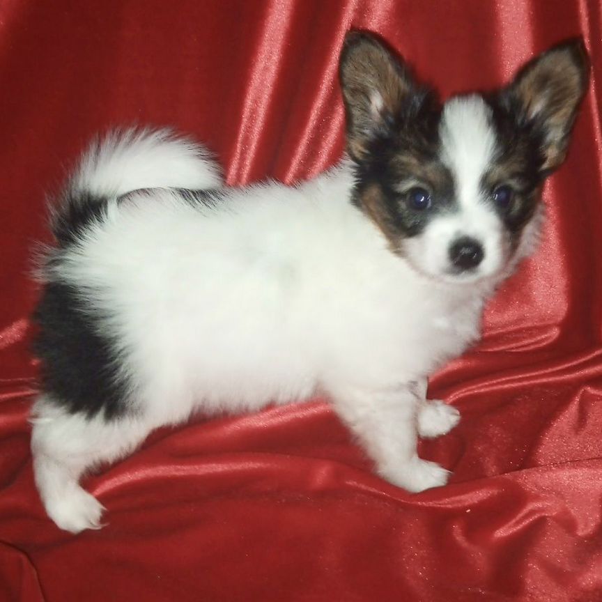 Континентальный той-спаниель папильон, щенок