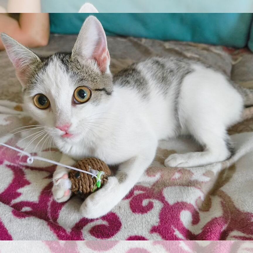 Кошка ищет любящую семью