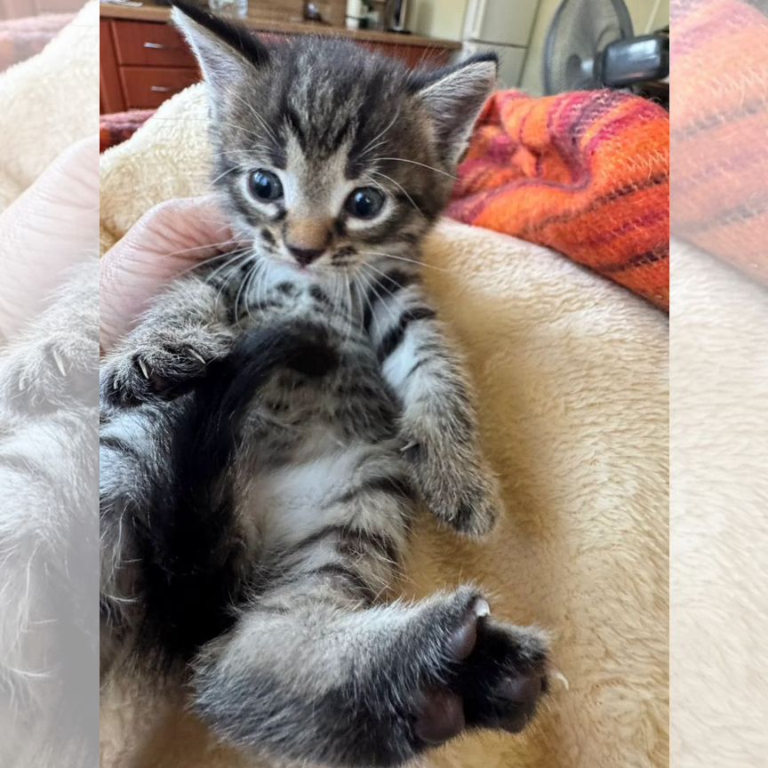 Котёнок в добрые руки