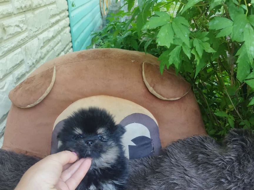 Шпиц мальчик померанец Доставка из Челябинска