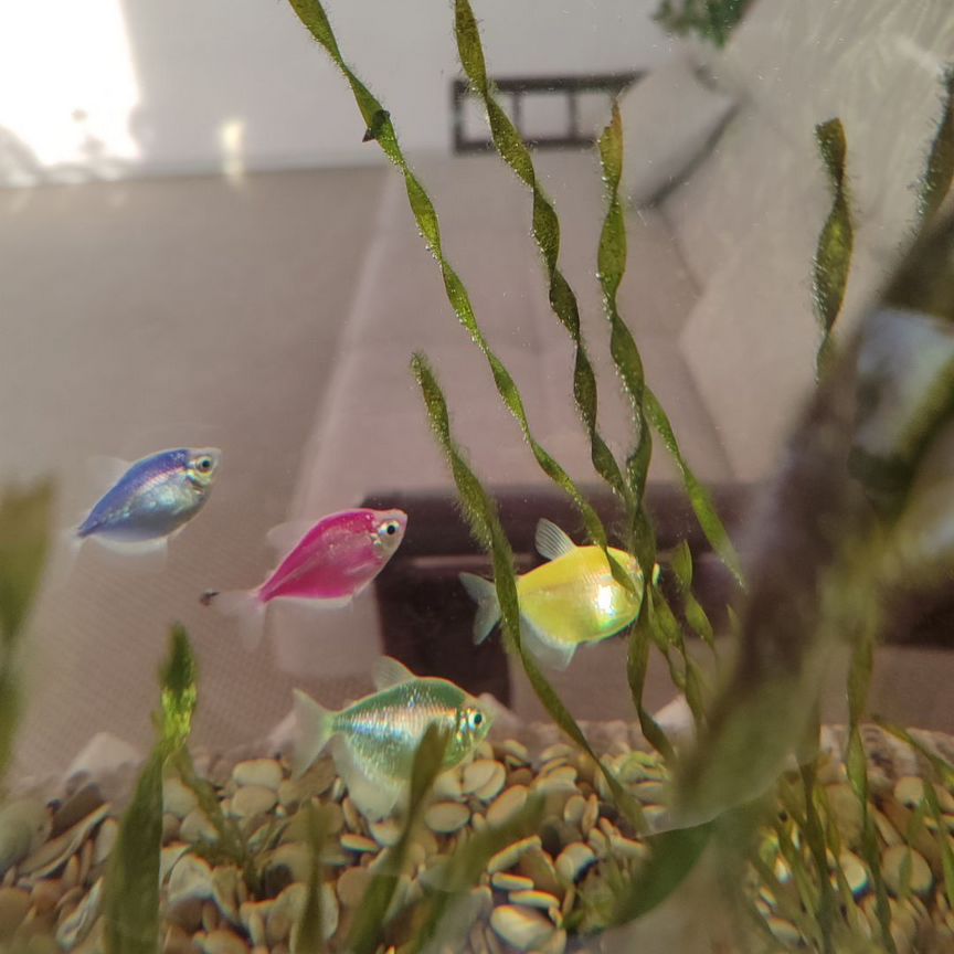 Тернеции и скалярия