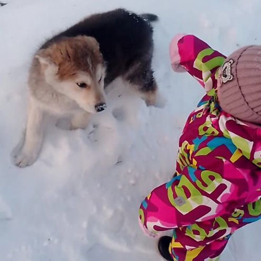 Щенок в добрые руки