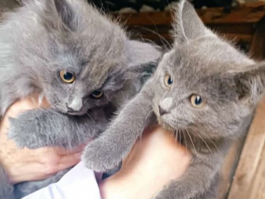 Мальчики, в хорошие ручки, бесплатно