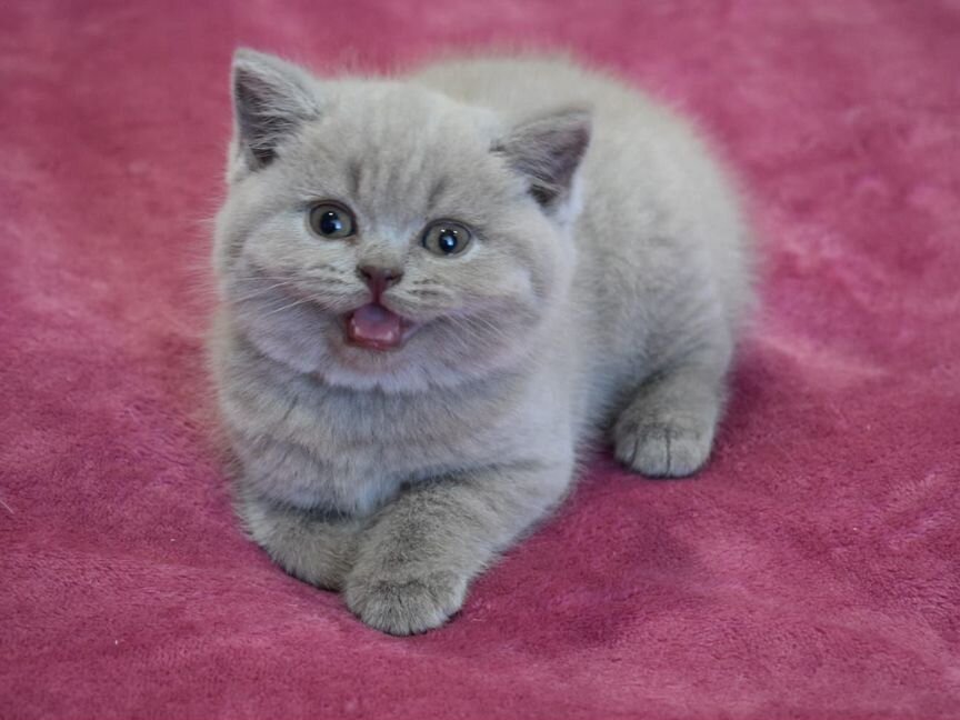 Британская