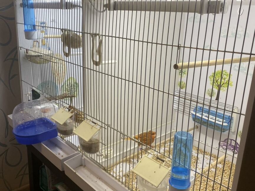 Боксы для птиц