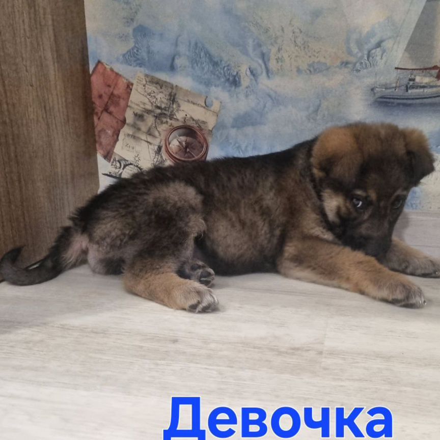 Щенок в добрые руки