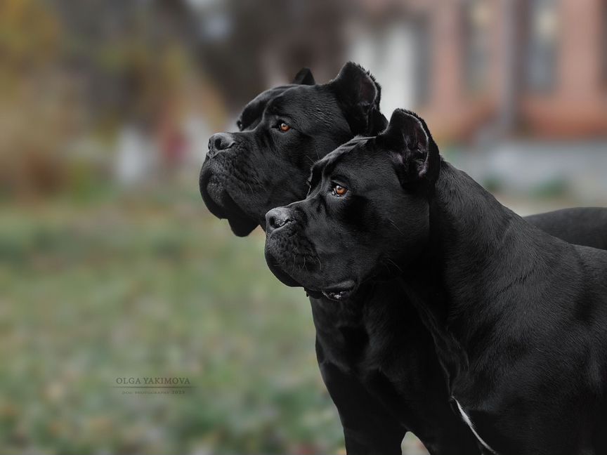 Собаки щенки Кане корсо