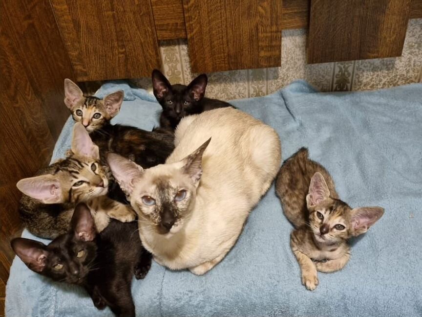 Ориентальные котята