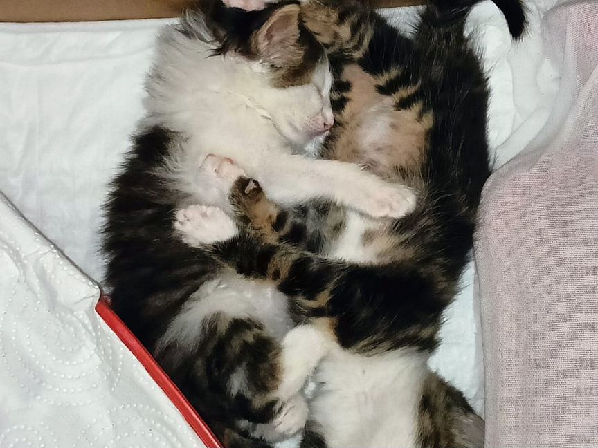 Котята 1 месяц в добрые руки