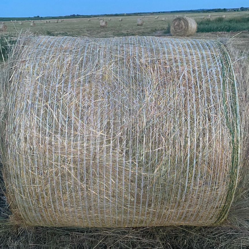 Продам сено в рулонах