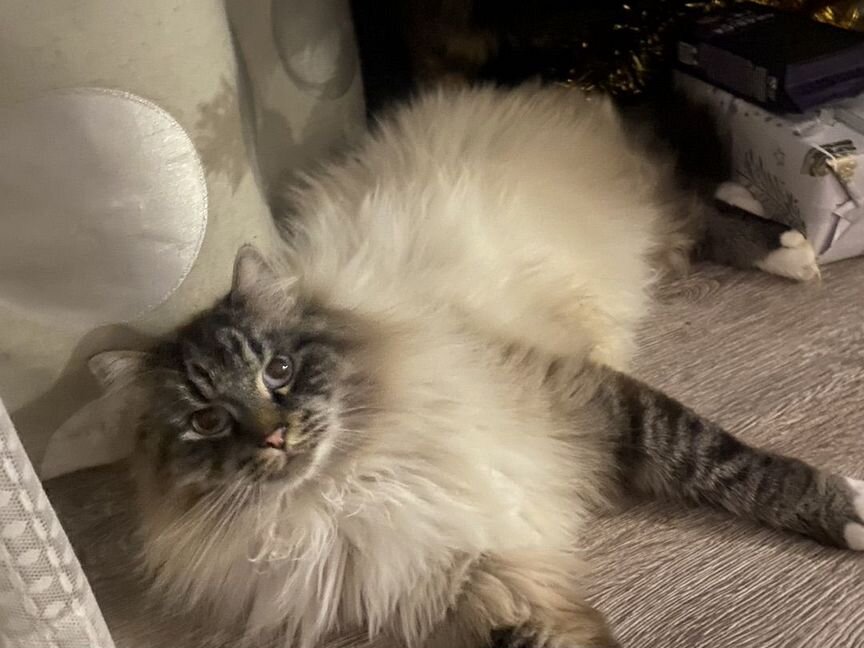Кот мышелов