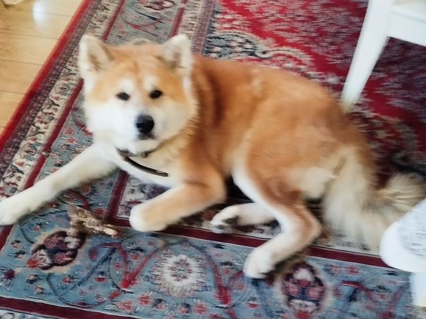 Отдам породистую собаку в хороший дом