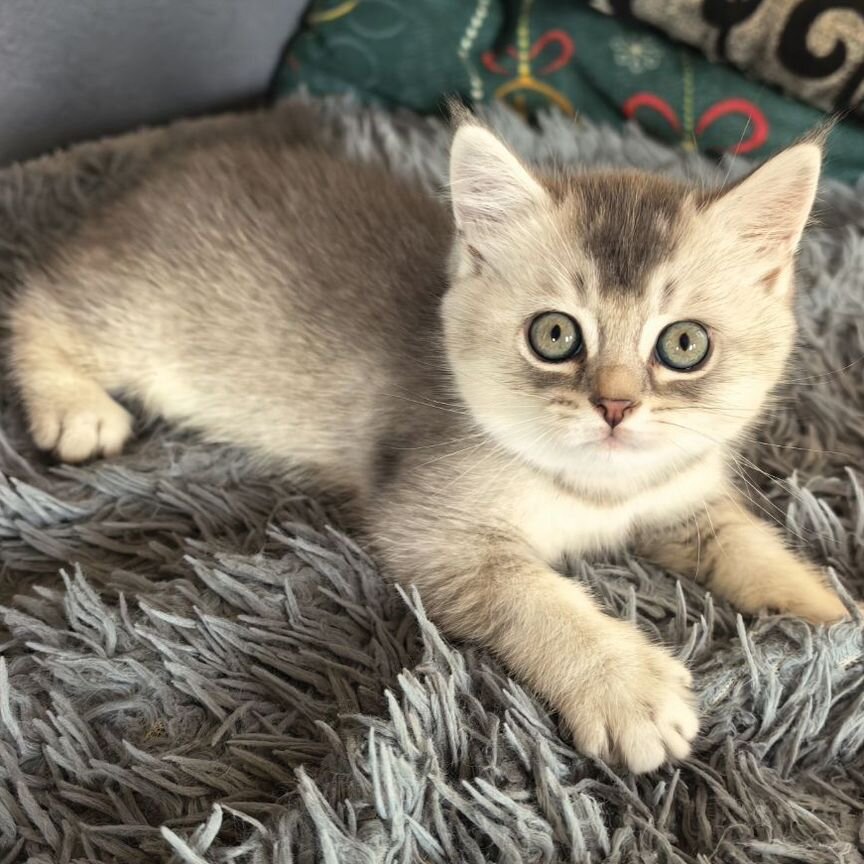 Шотландский вислоухий короткошёрстный котёнок