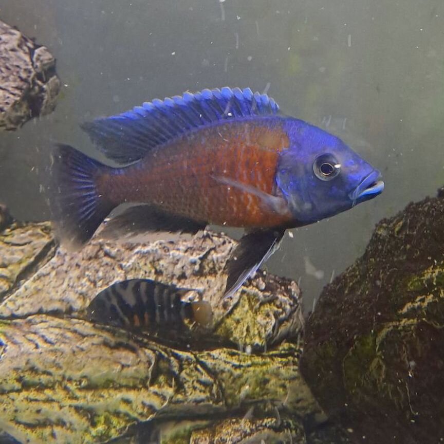 Рыбки цихлиды. Больше года