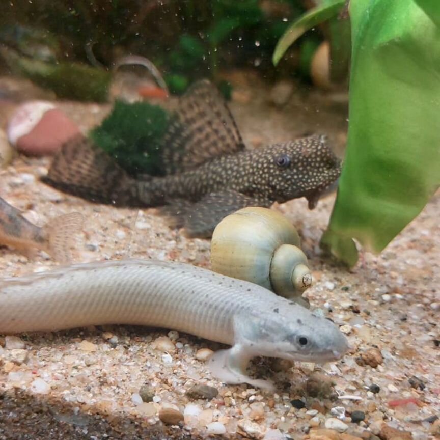 Полиптерус сенегальский