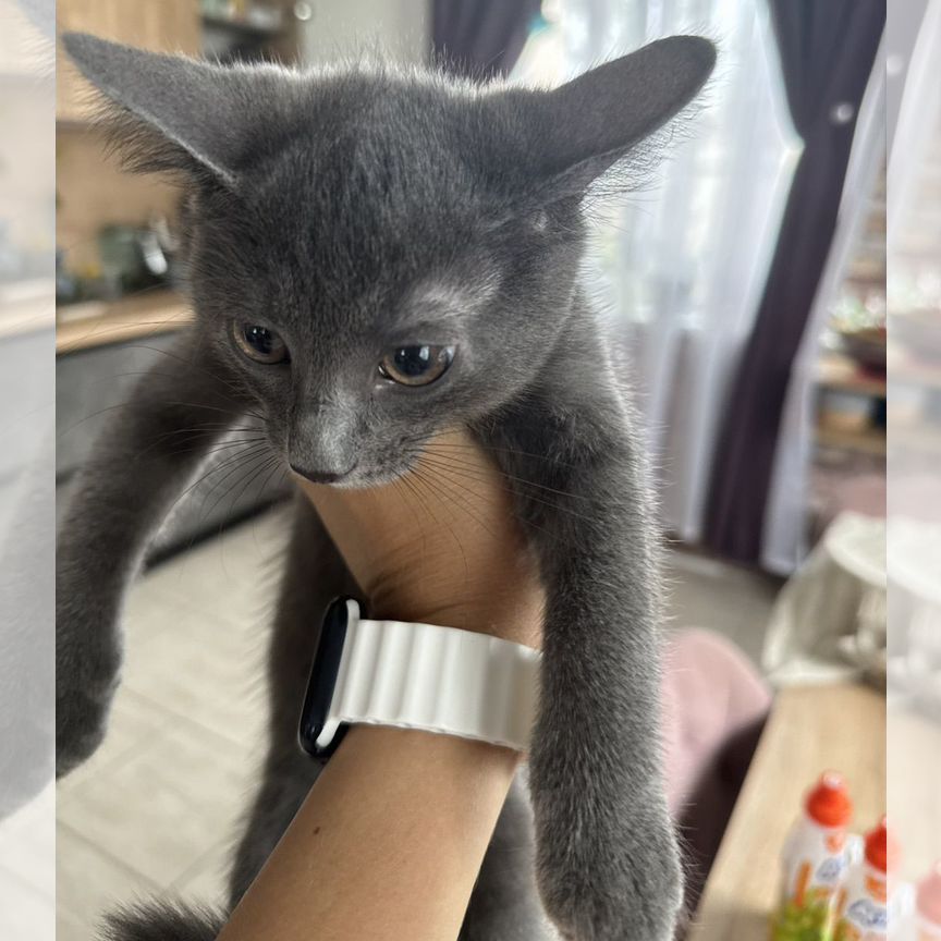 Отдадм котят в добрые руки