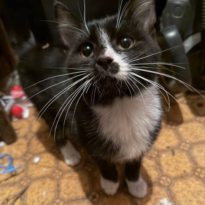 Котёнок в добрые руки