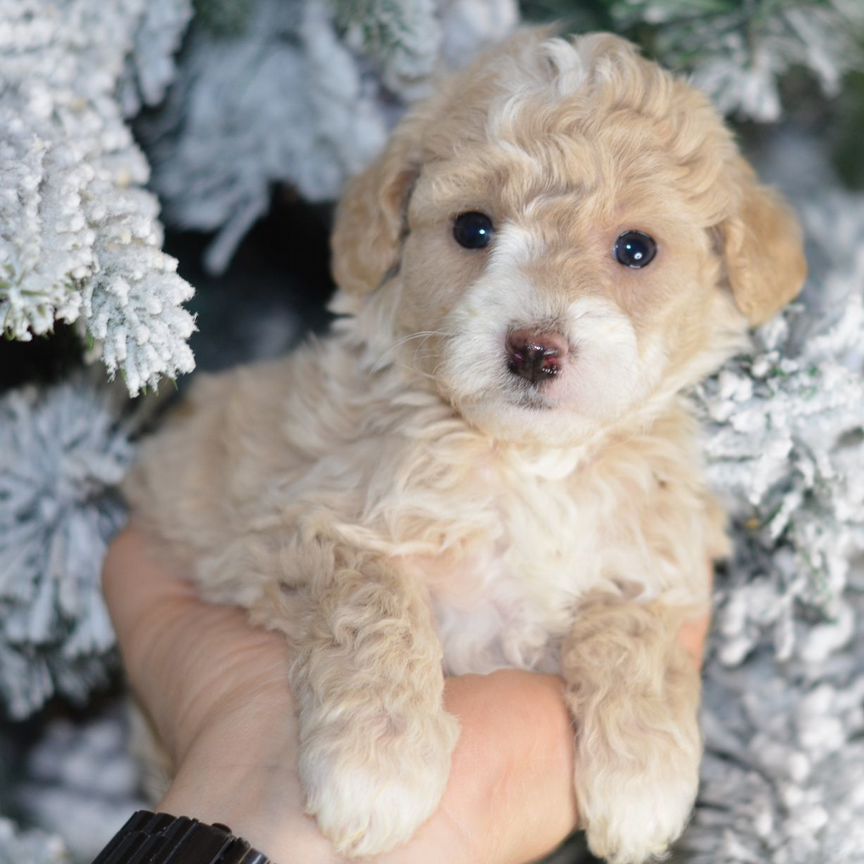 Той-пудель, щенок