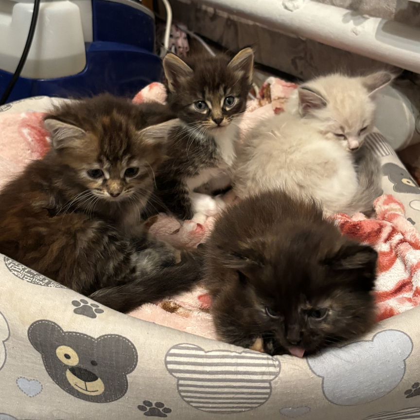 Котёнок в добрые руки