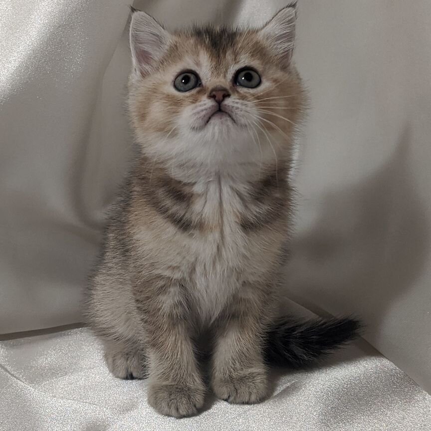 Британский короткошёрстный котёнок