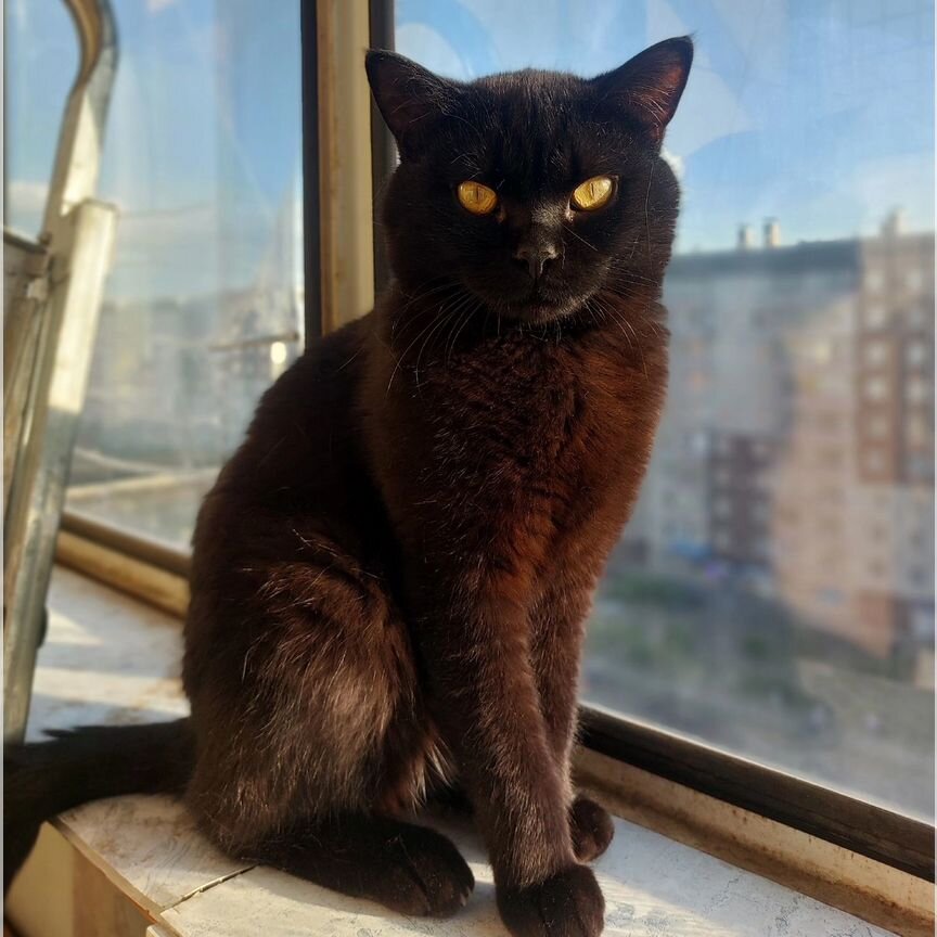 Нежный кот ищет свой дом