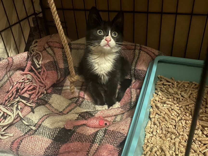 Кошка котенок