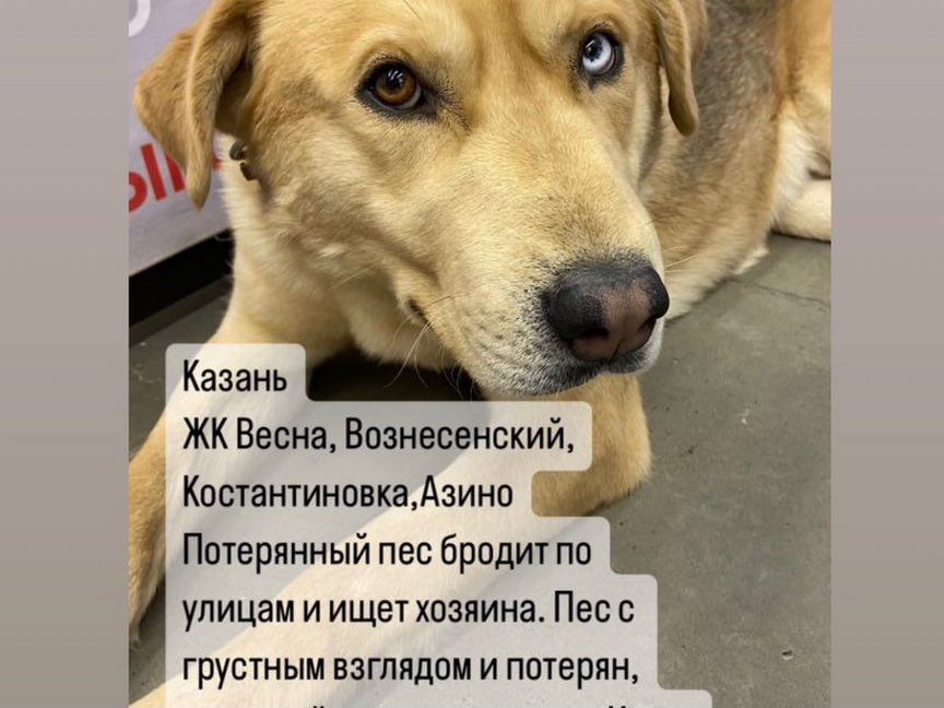 Найдена собака (потерялась собака)