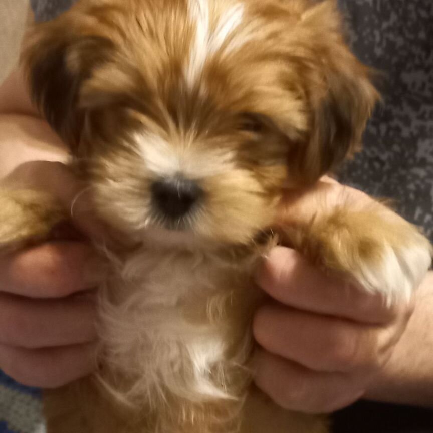 Мальтийская болонка мальчик