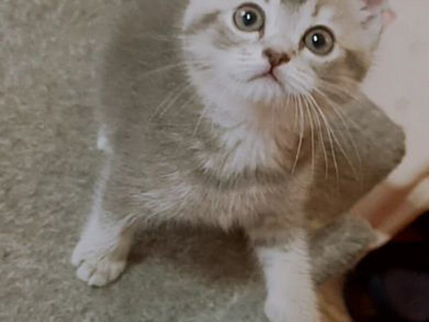 Голубая шиншилловая девочка с метрикой