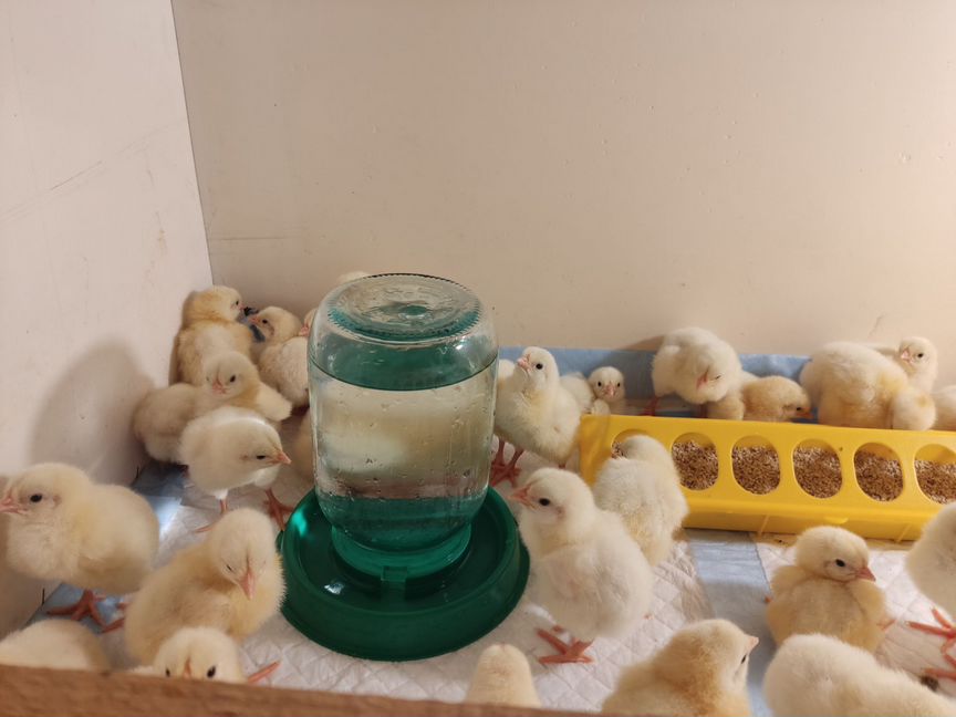 Продажа цеплят бройлеров