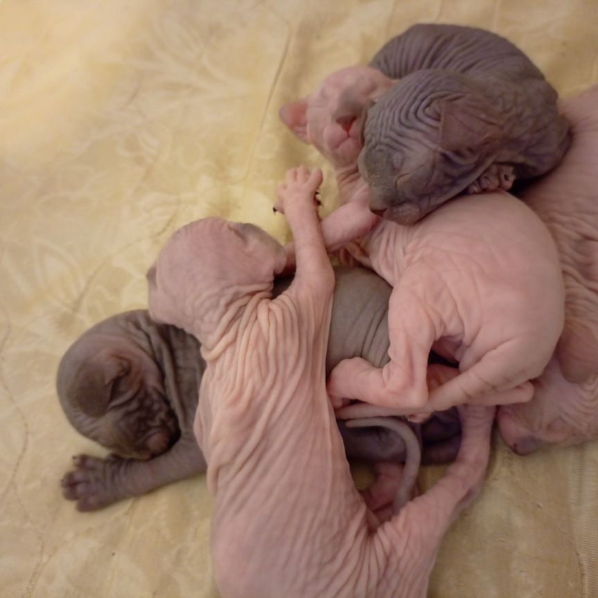 Продам котят и кошечку