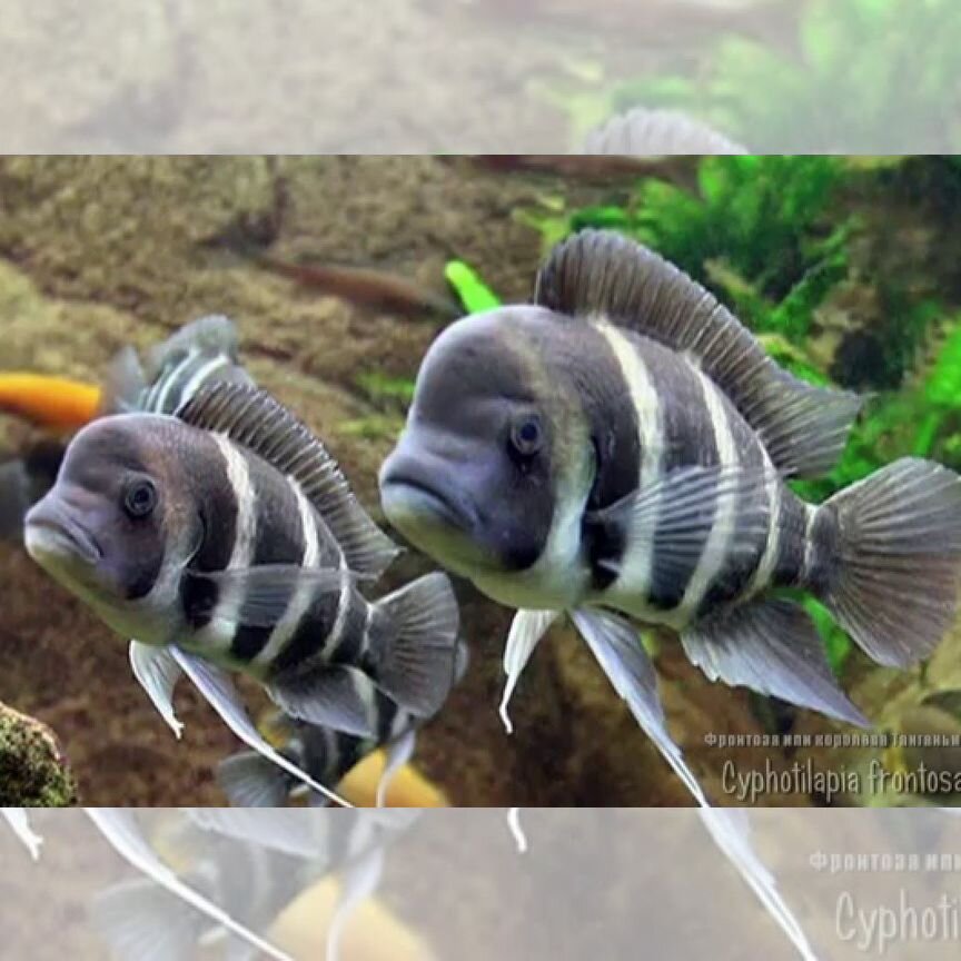 Фронтоза бурунди