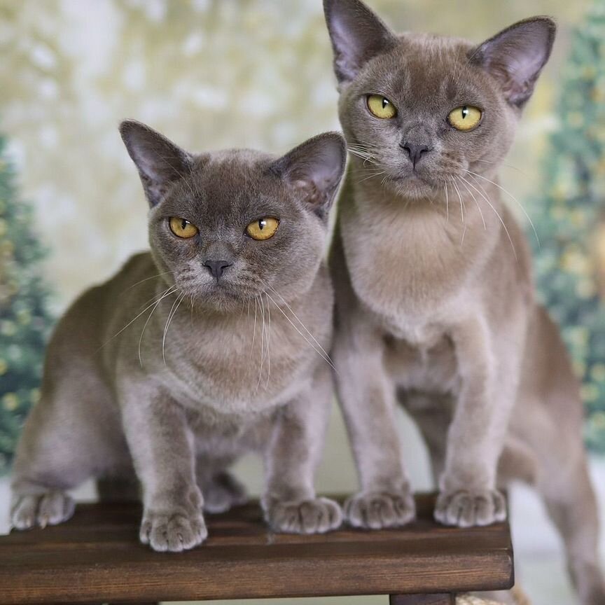 Бурма голубая