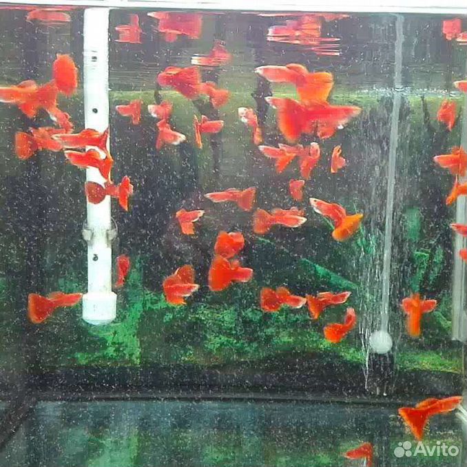 Гуппи чистая линия Full red allbino