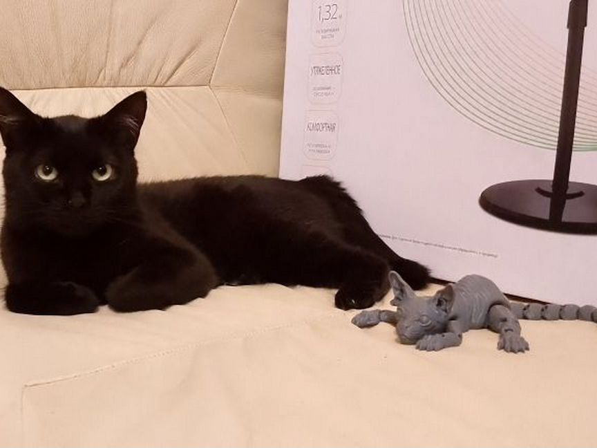 Симасая черная кошка ждет семью