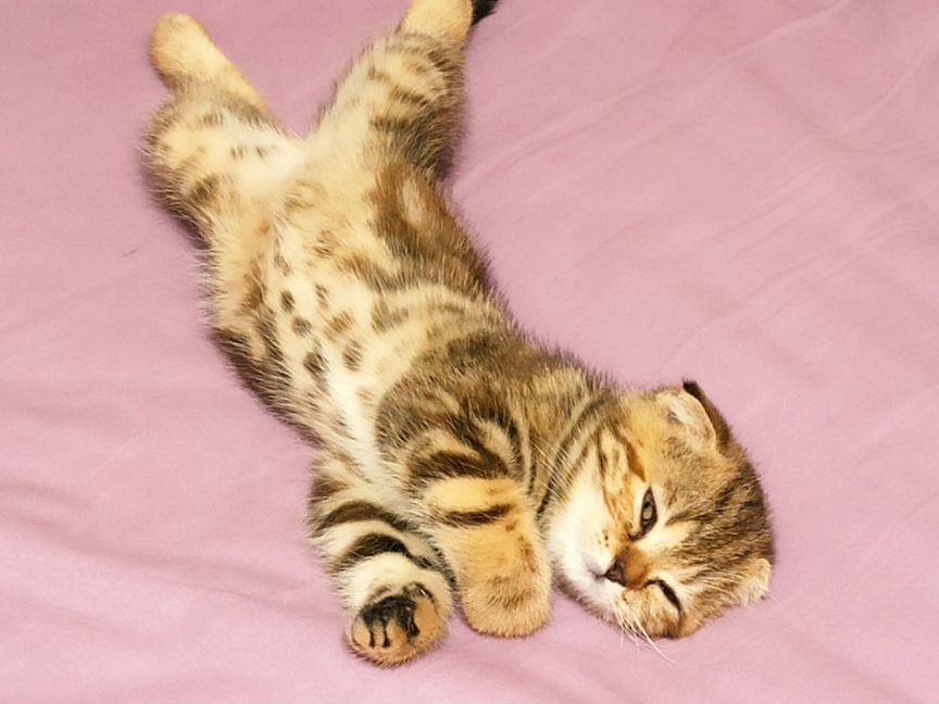 Шотландская вислоухая, черный мрамор на золоте