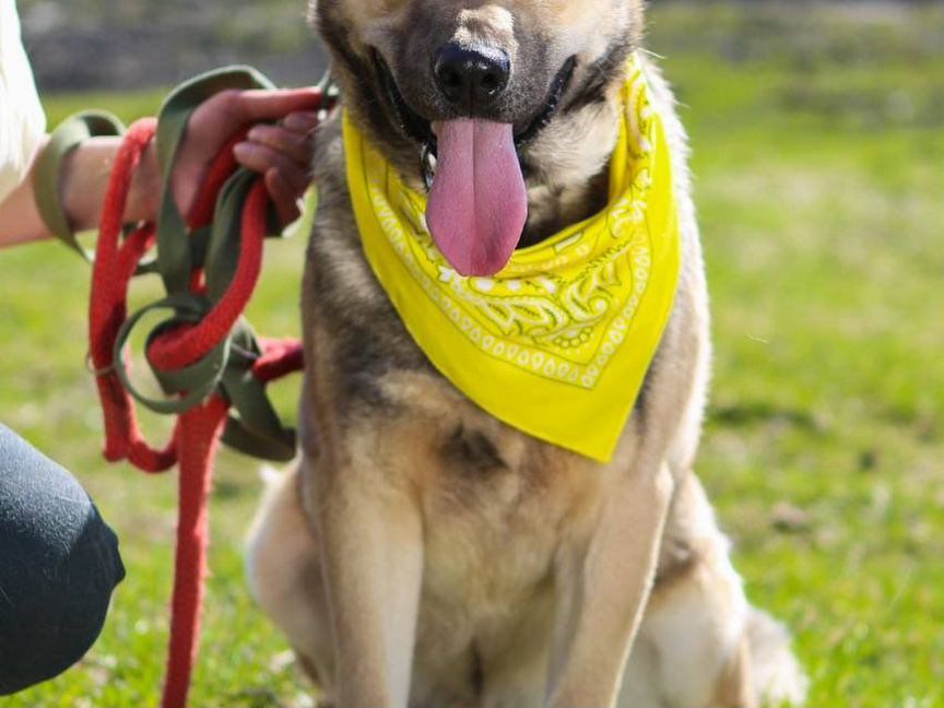 Собака ищет дом