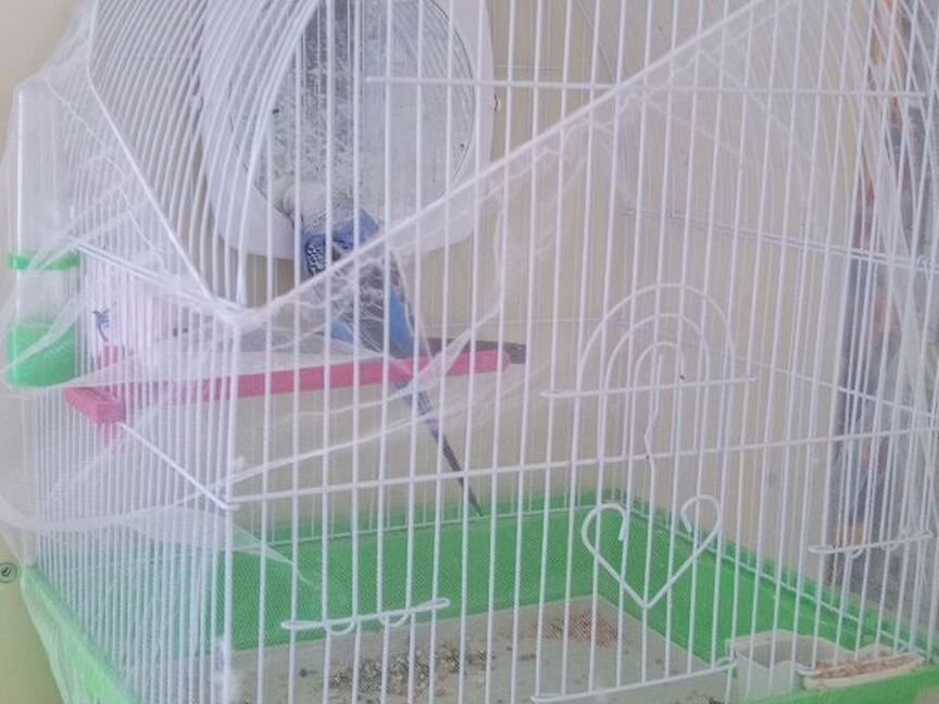 Волнистый попугай с клеткой