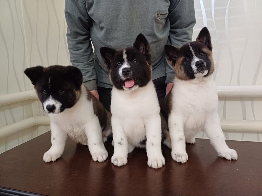 Щеночки Американской Акиты