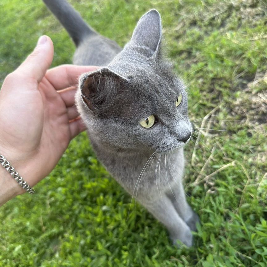 Британский короткошёрстный котёнок