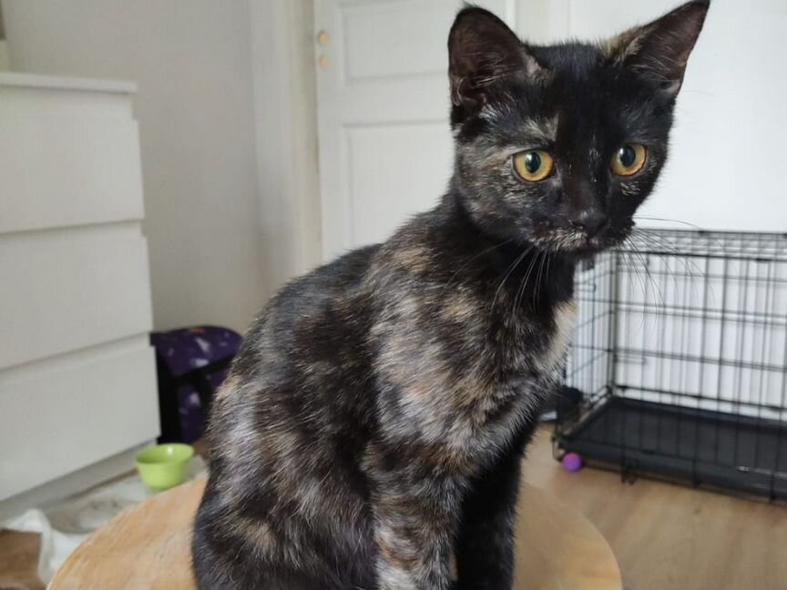 Лили, кошечка мраморного окраса