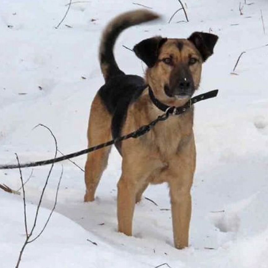 Собака в добрые руки отдам бесплатно