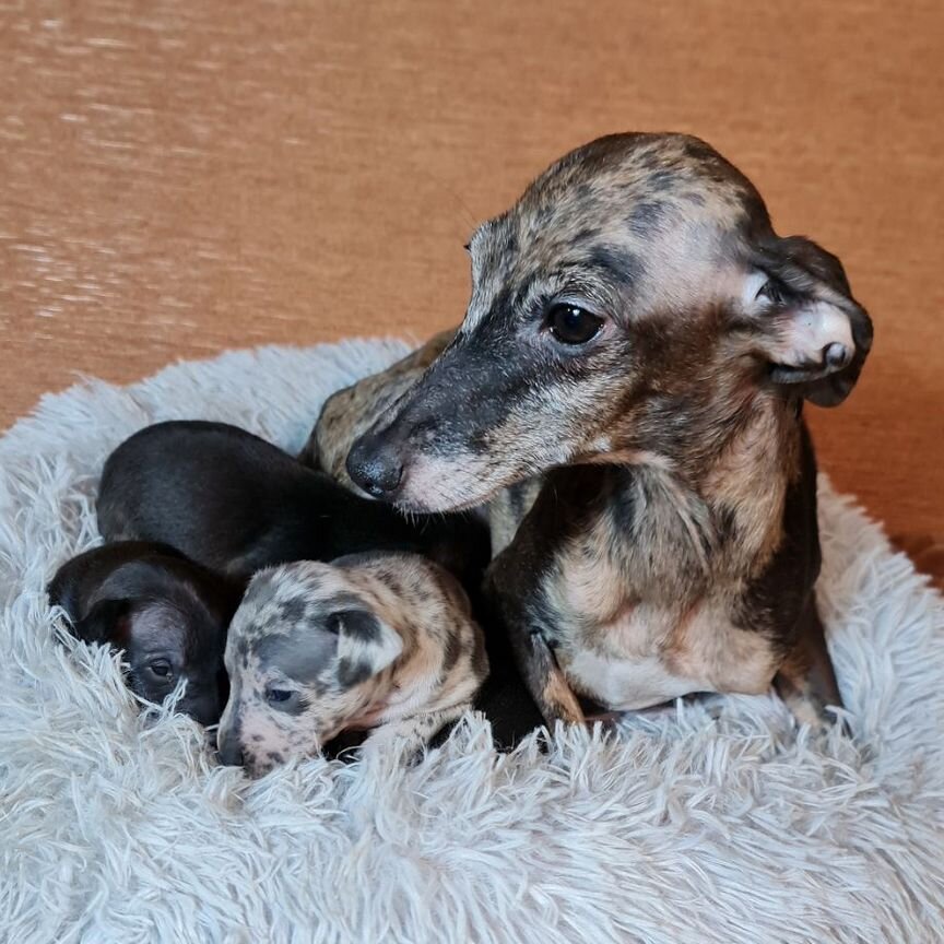 Левретка, щенок